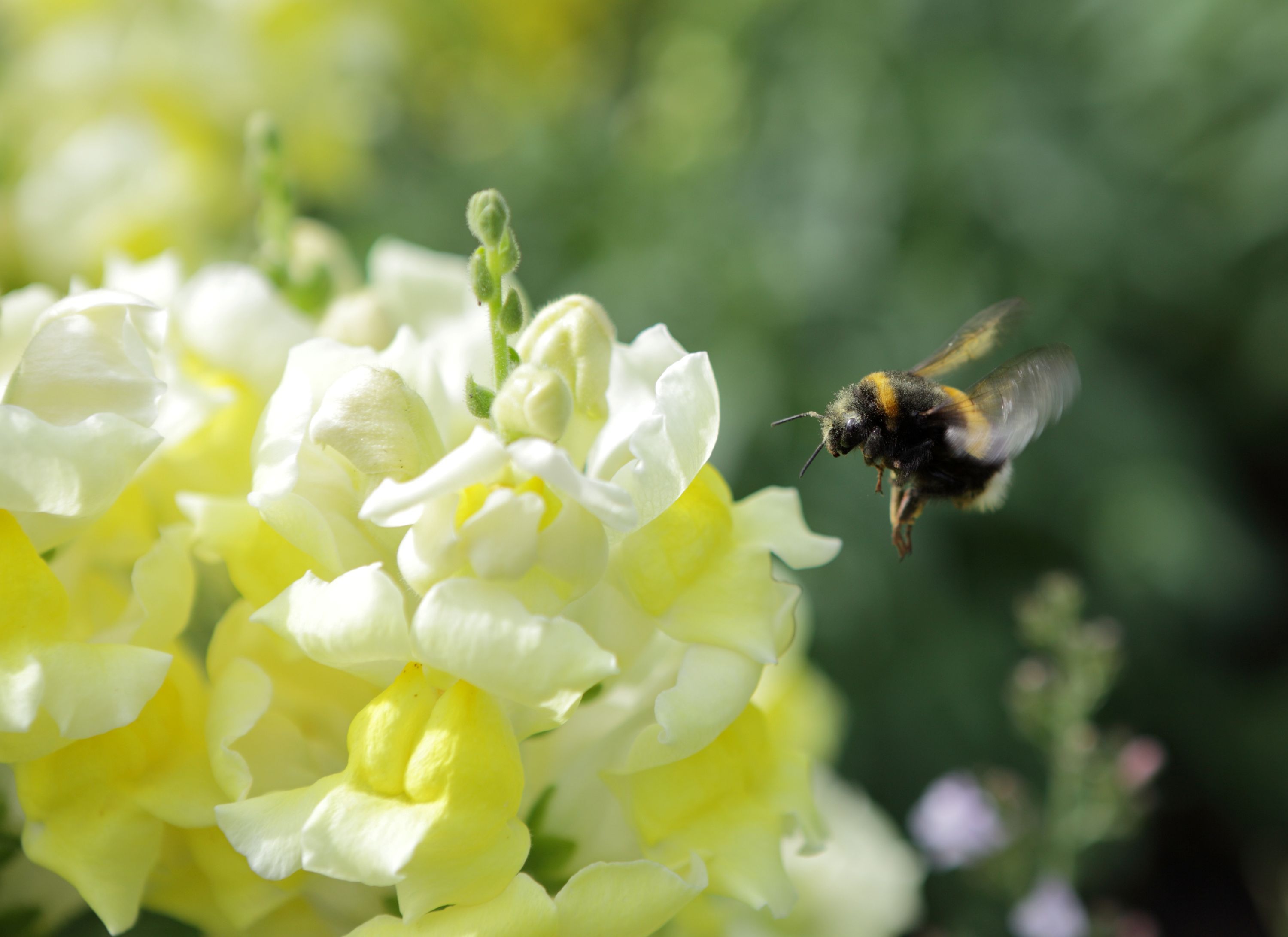 Las plantas perciben el zumbido de las abejas y aumentan la producción ...